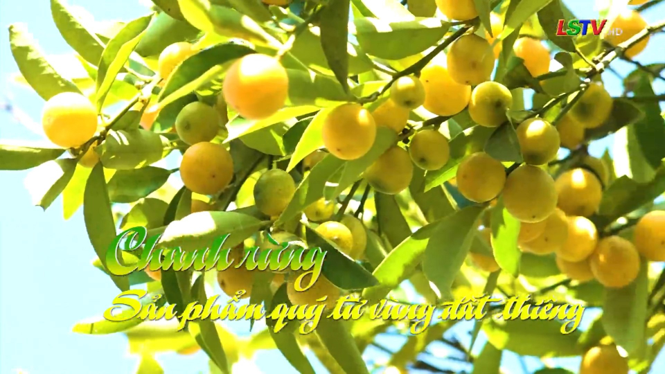 Chanh rừng sản phẩm quý từ vùng đất thiêng - Đài Phát Thanh và Truyền ...